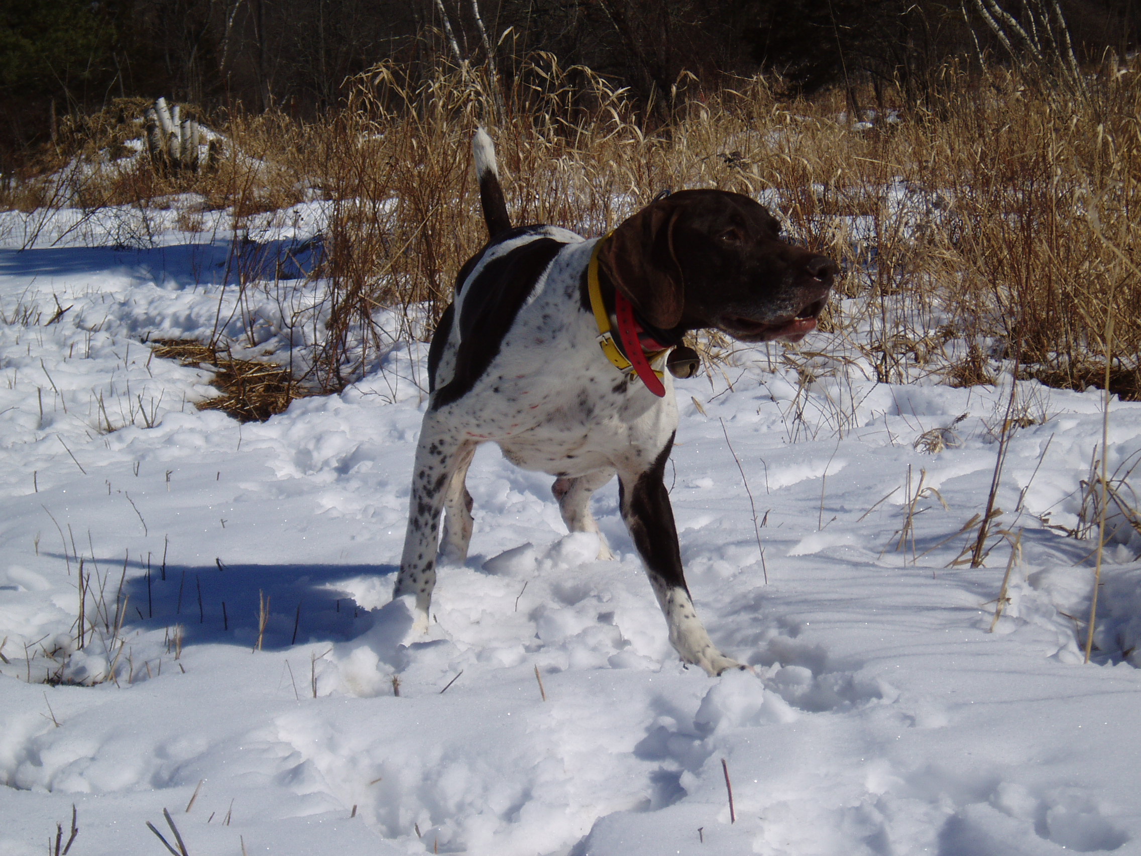 Upland Bird Hunting – East Mountain Shooting Preserve
